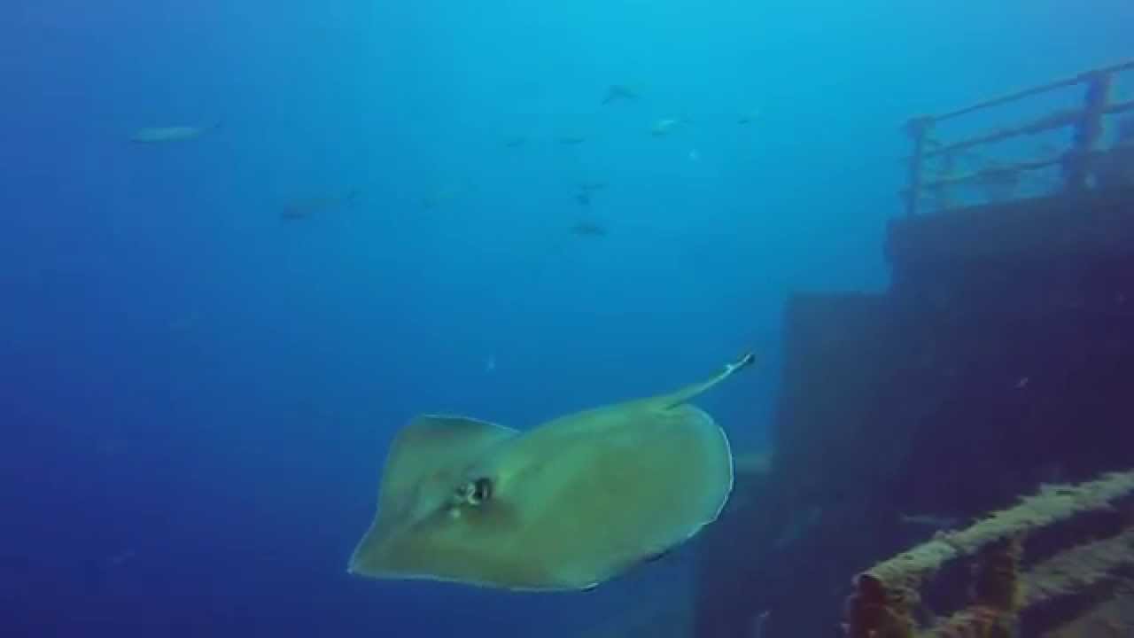 Stingray Video - YouTube