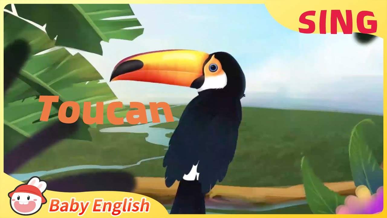 Toucan | 巨嘴鸟 | Awesome Animals | Songs for Kids - YouTube