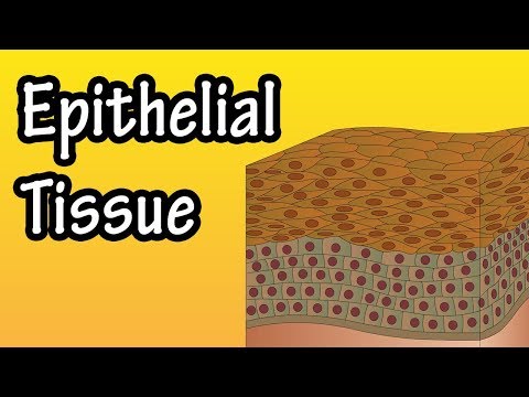 Are Stratified Columnar Epithelium A Form Of Stem Cells