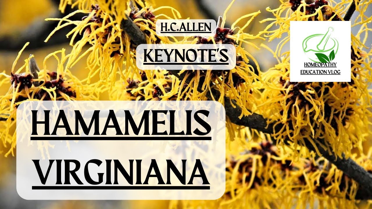 HAMAMELIS VIRGINIANA |Homeopathic Materia Medica |By "KEYNOTE'S"|BHMS # ...