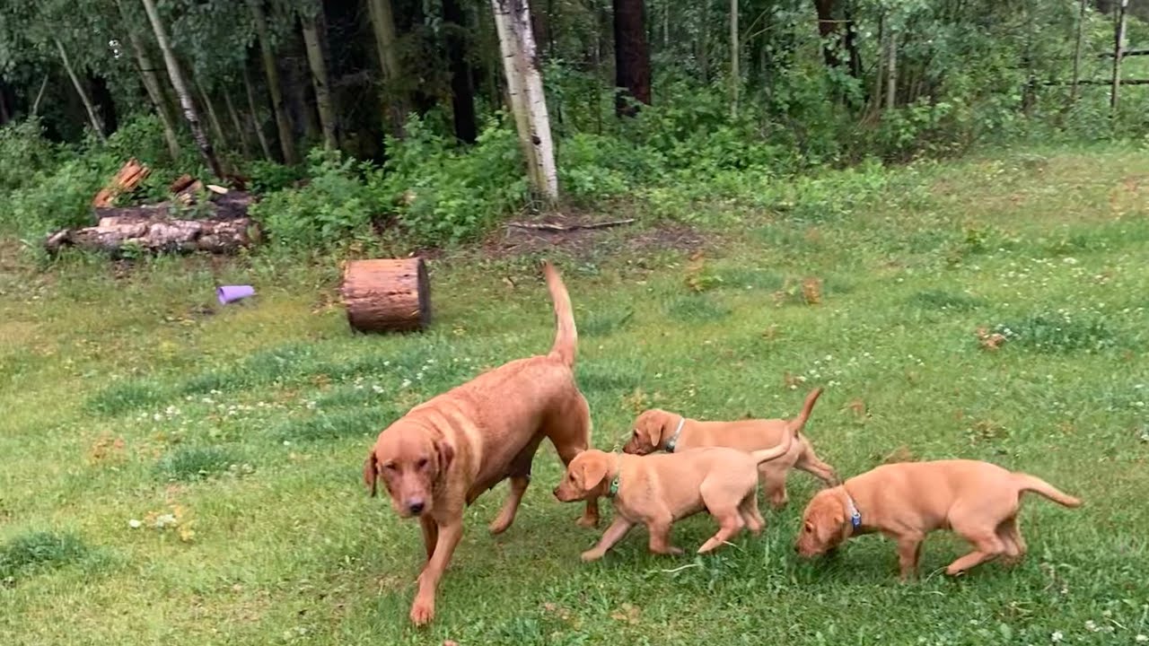 8 week Fox Red Lab Puppies playing in the rain at the ranch - YouTube