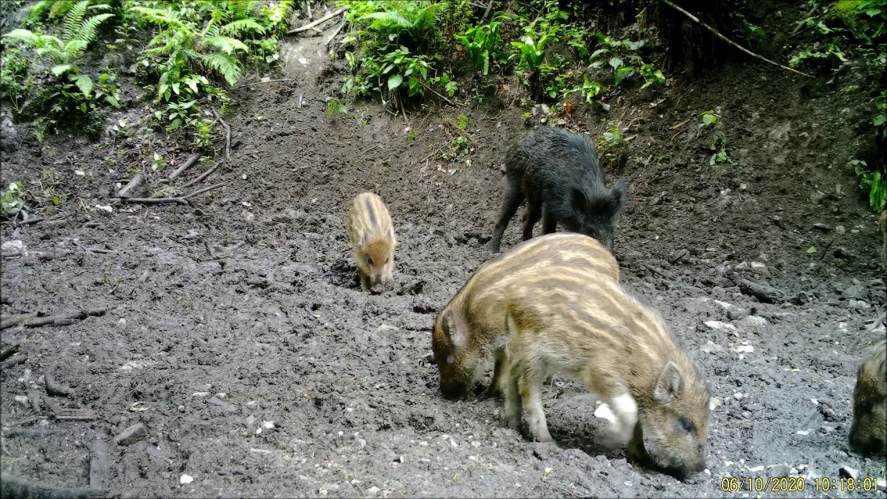 divji prašiči - YouTube