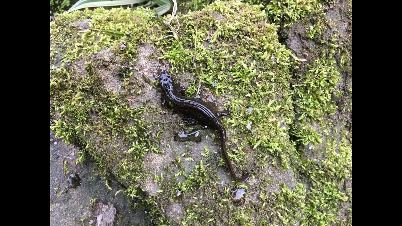 My amphibian pond and the return of the smooth newts - YouTube