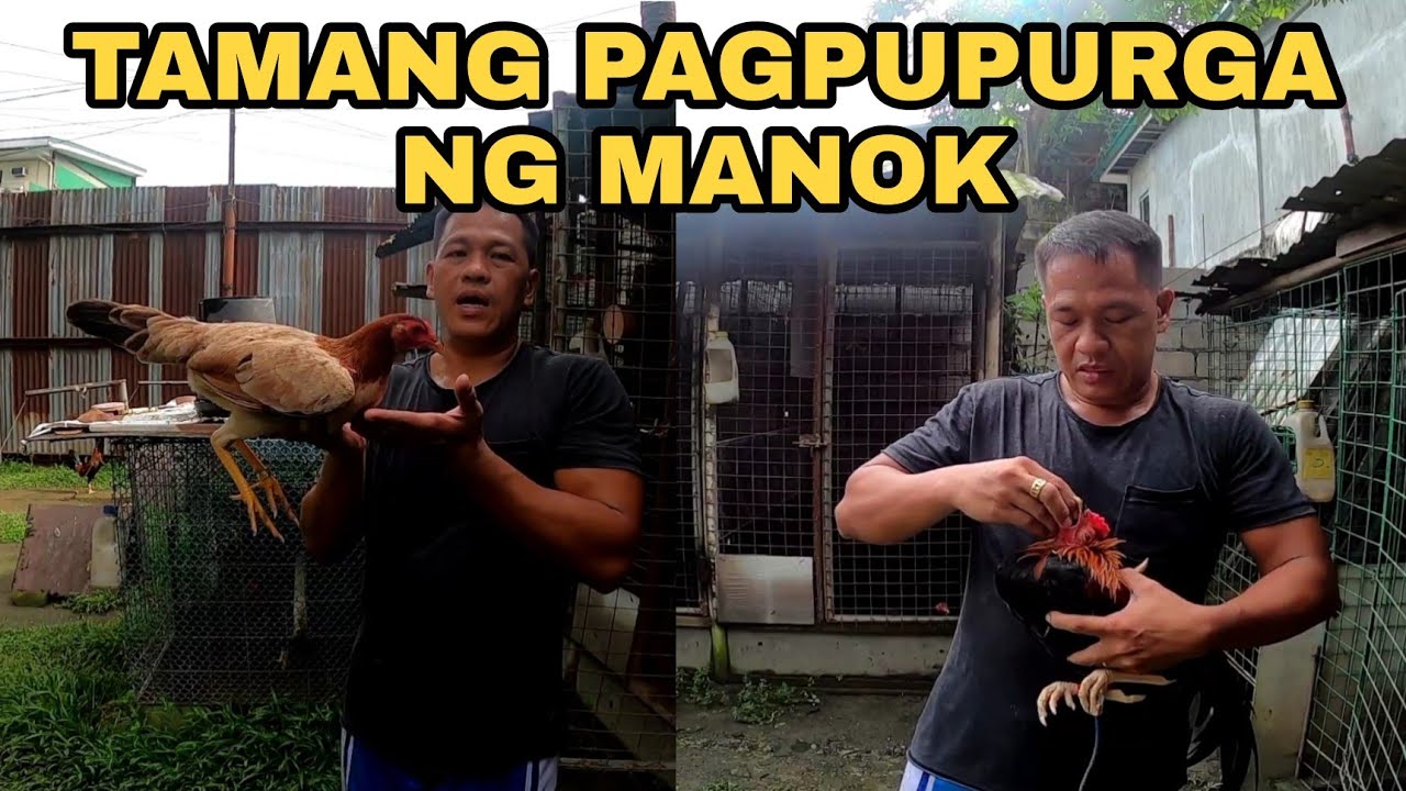 PAG PUPURGA NG MANOK STEP BY STEP #BossNoliVlog - YouTube