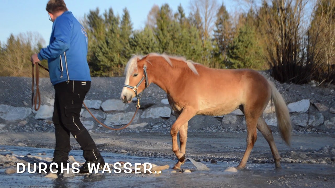 Das Fohlen ABC - YouTube