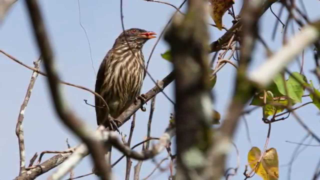 La única Cigua Palmera - YouTube