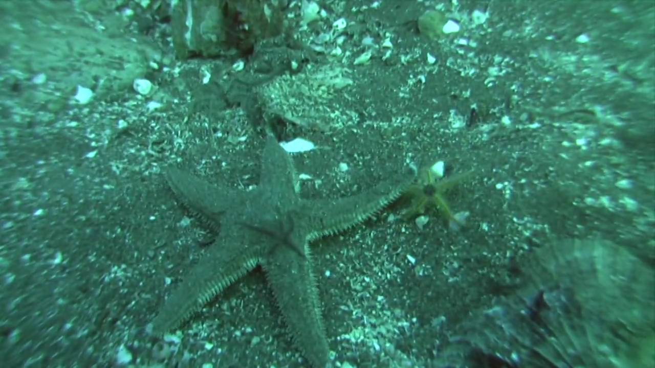 Sea Stars Fighting over a Scallop - YouTube