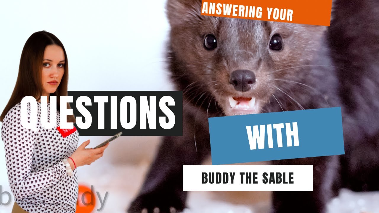 Questions! about Buddy the sable - YouTube