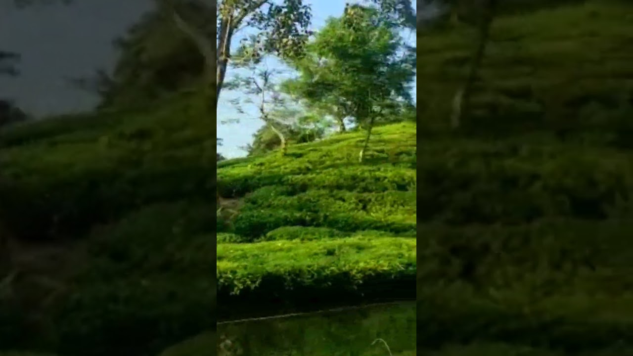#Beautifull tea garden in Silchar Assam - YouTube