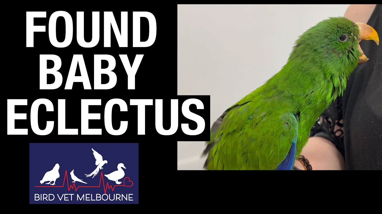 Baby Eclectus Parrot