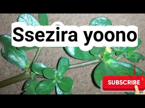 Omuddo guno guyitibwa Ssezira, emigaso gyaagwo giigino wano ...