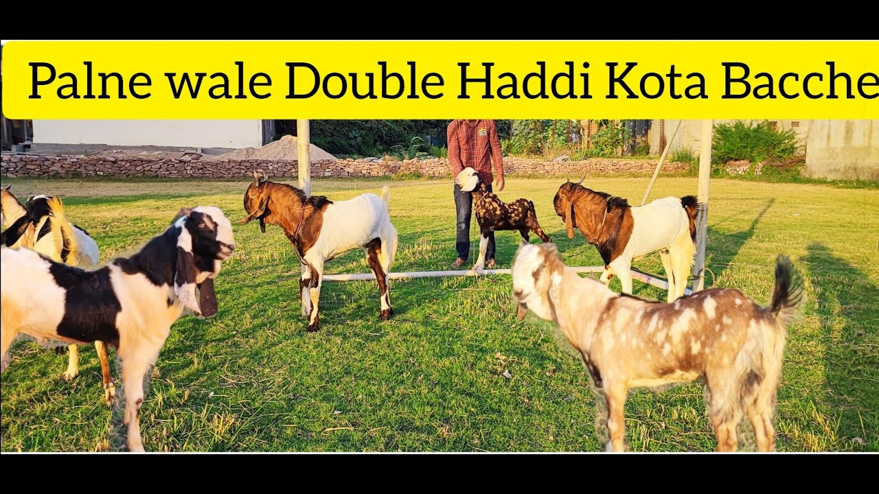Palne wale Bacche||Double Haddi Palne wale kota Bacche Available At # ...