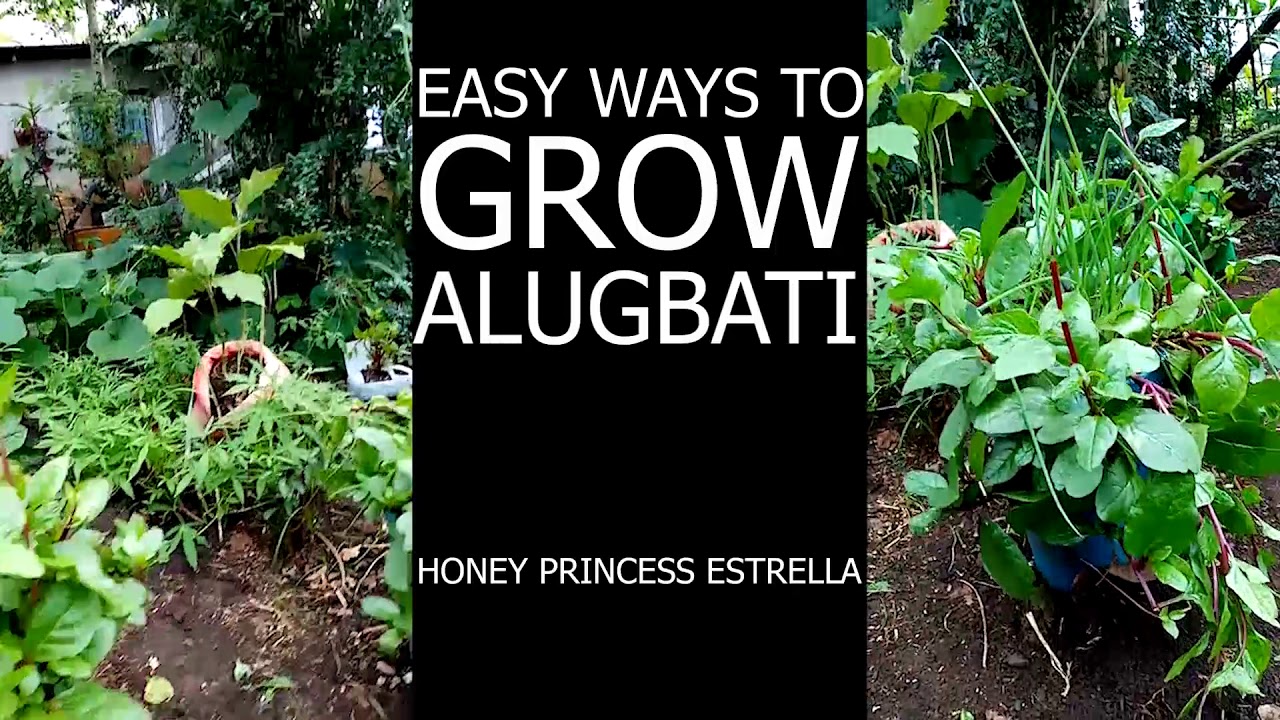 EASY WAYS TO GROW MALABAR SPINACH (Alugbati) - YouTube