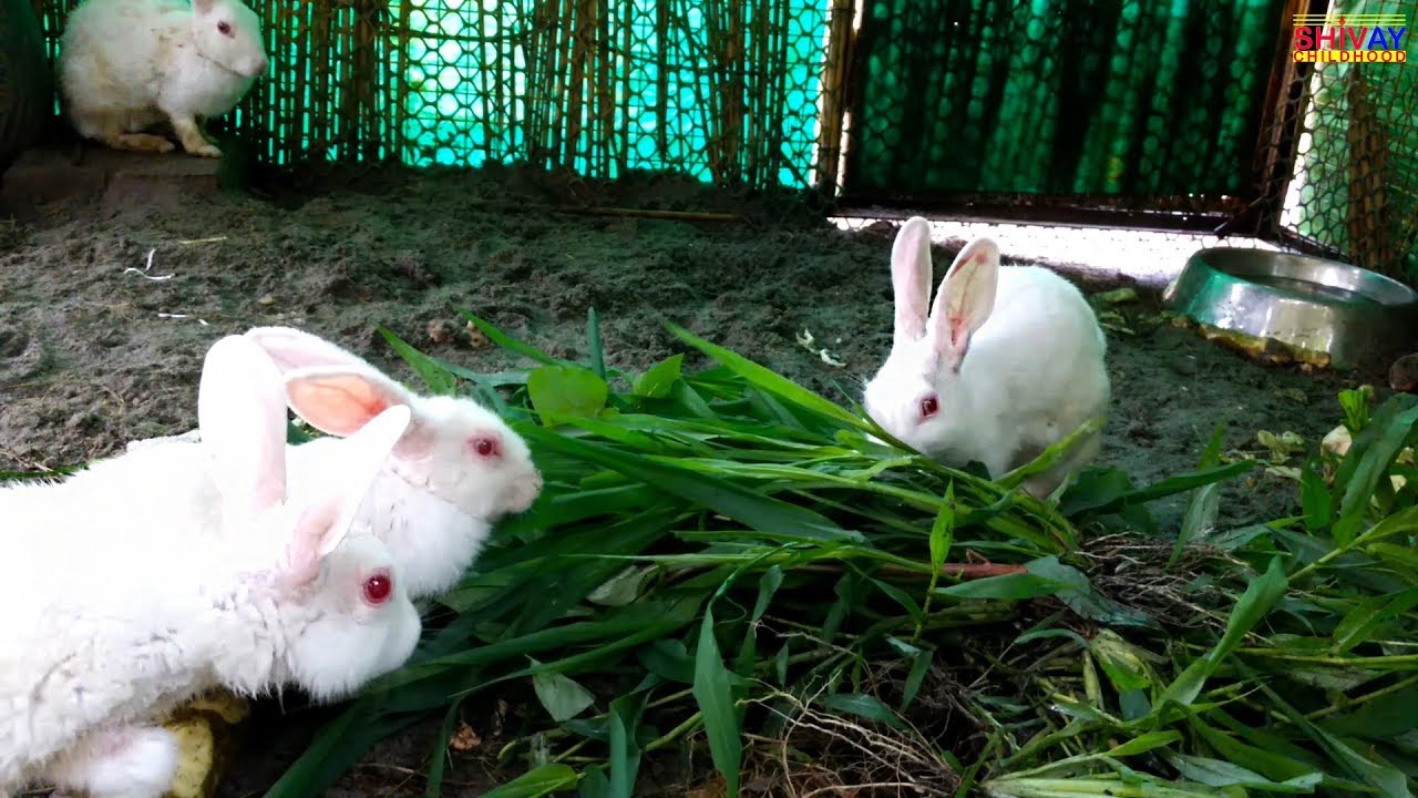 Rabbit Video for Kids Children Toddlers Baby | Bunny Video for Kids ...