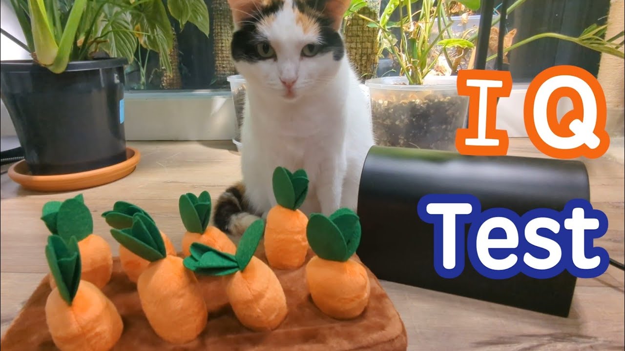 Funny Cat - Carrot Puzzle - Worry my Cats' IQ 😹 Cat IQ test - YouTube