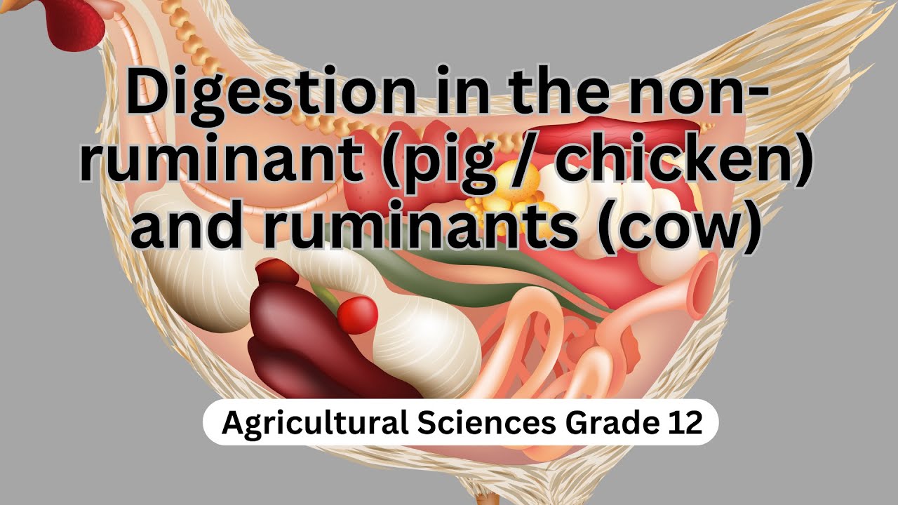 📚 Agricultural Sciences Grade 12 | Digestion in Non-Ruminants (Pig ...