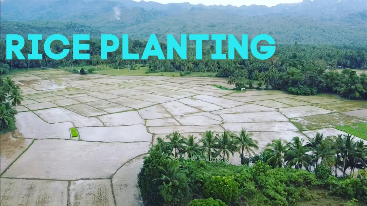 PLANTING RICE IN THE PHILIPPINES | STORY 6 - YouTube