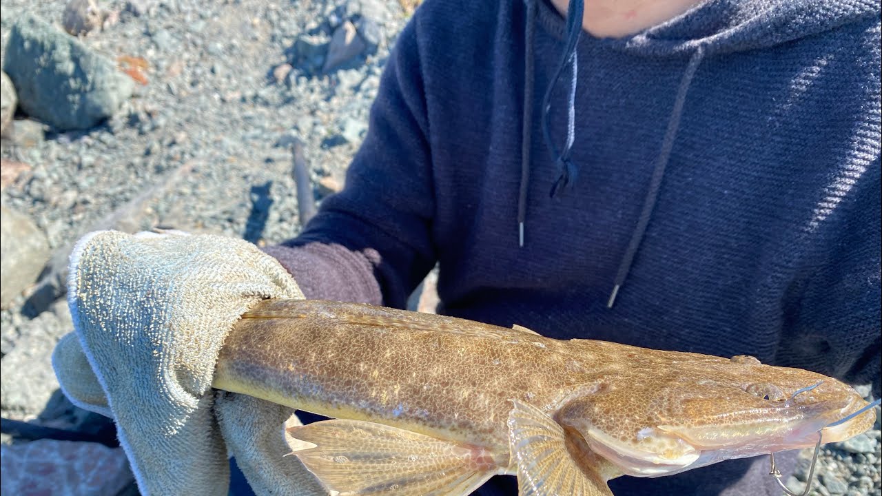 REDLAND BAY FISHING/BRISBANE.Nuv ntses nyob Australia. - YouTube