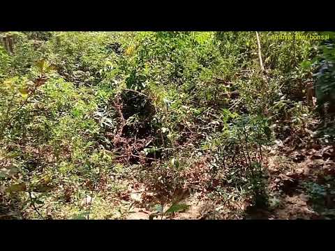 mendongkel bahan bonsai Bidara yang kena strok batang mati separo.