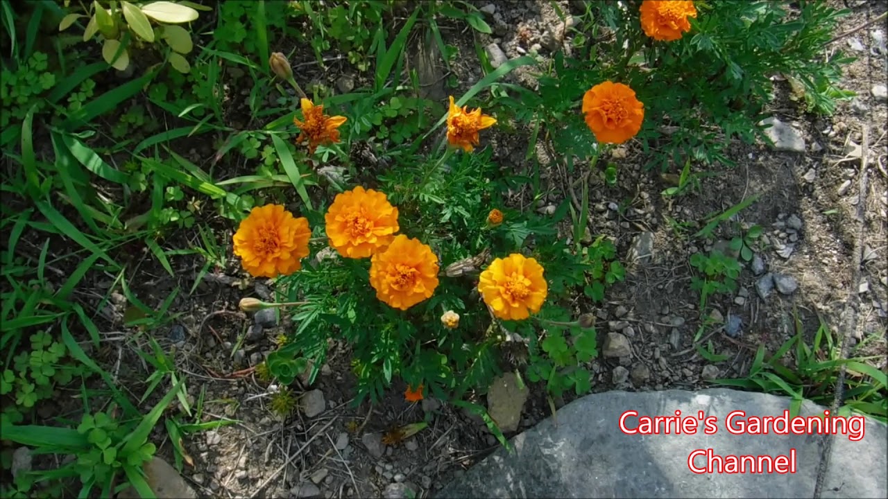 Petite Orange Marigolds, How To Grow Marigolds, How To Grow Petite ...