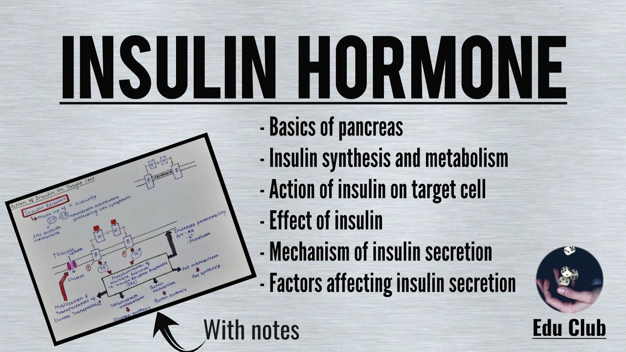 Insulin Hormone | Synthesis, Metabolism, Action, Effect, Mechanism ...