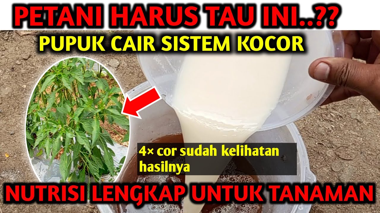 Setara Pupuk kimia..!! Pupuk untuk tanaman cabe - YouTube