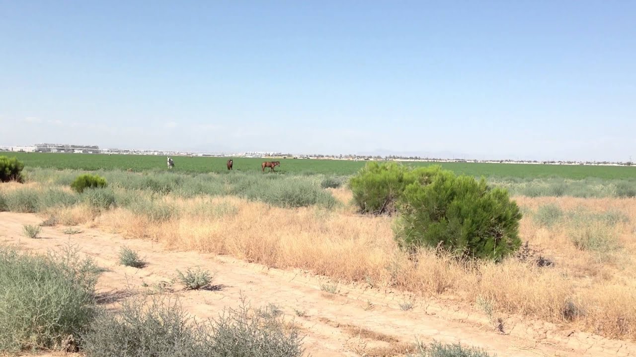 Riggs Rd Horse Video - YouTube