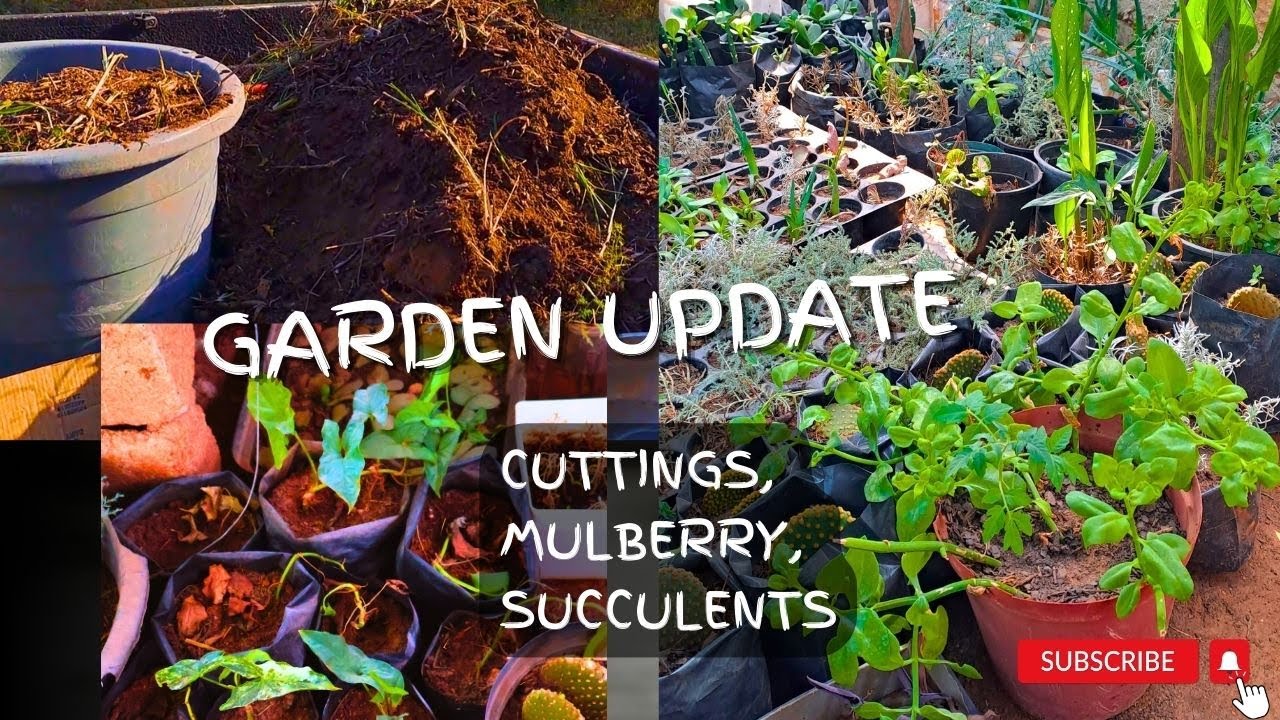 Garden update | cuttings, malberry, secculents - YouTube