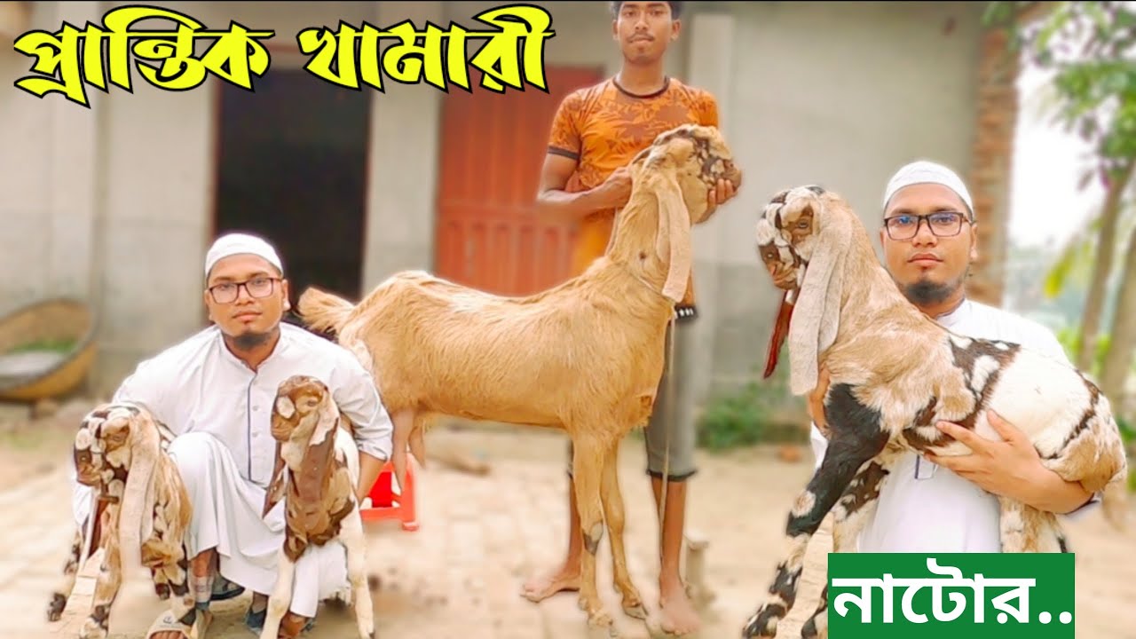 প্রান্তিক খামারীর উন্নত জাতের তোতাপুরি ছাগল পালন | Totapuri goat ...