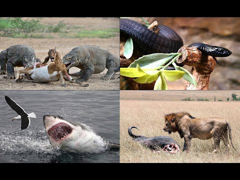 Top 10 Hunters in Animal Kingdom | The Most Successful Hunters on Earth ...
