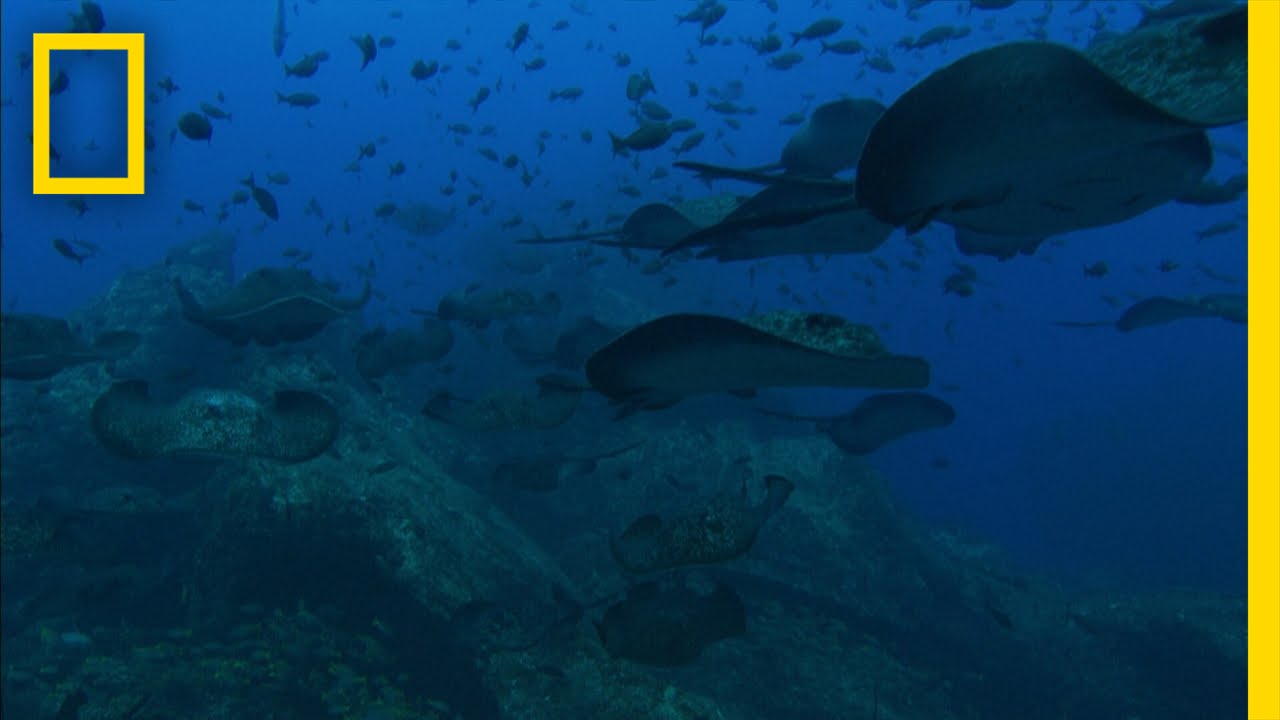 Sea Mounts | National Geographic - YouTube