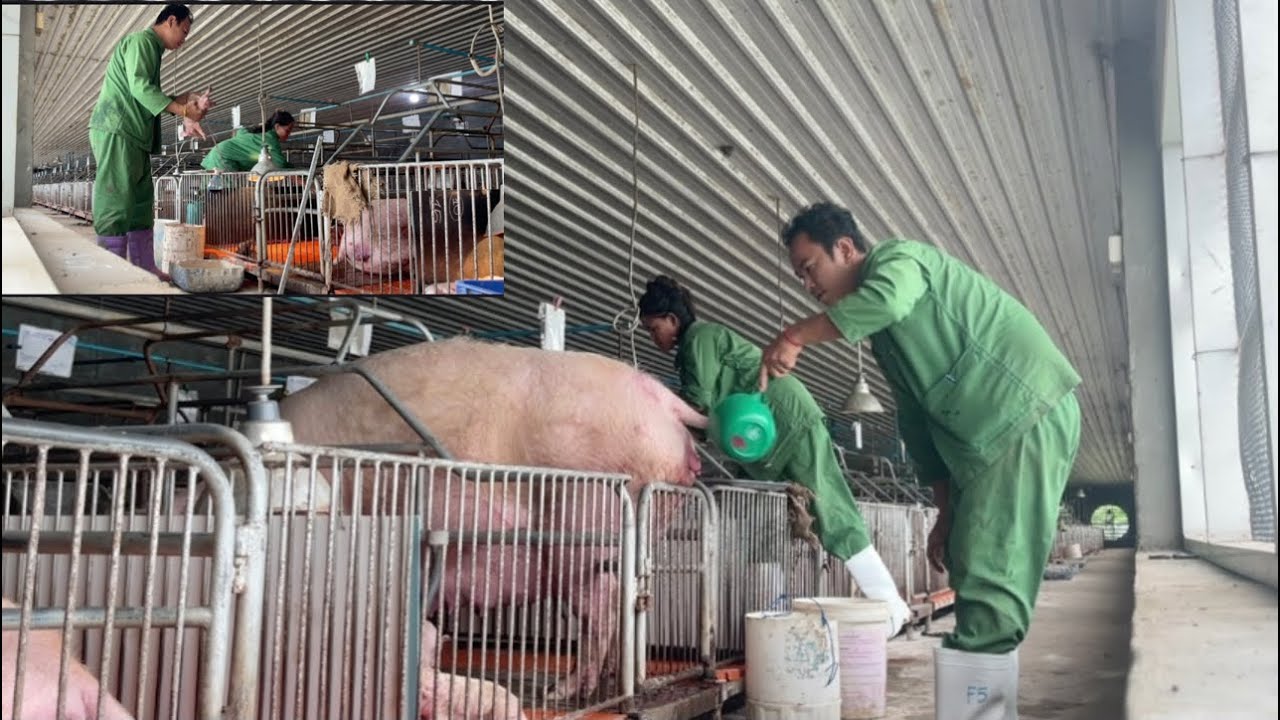 Full video: Pigs farming/ 3 months,3 weeks,3 days have passed and my ...