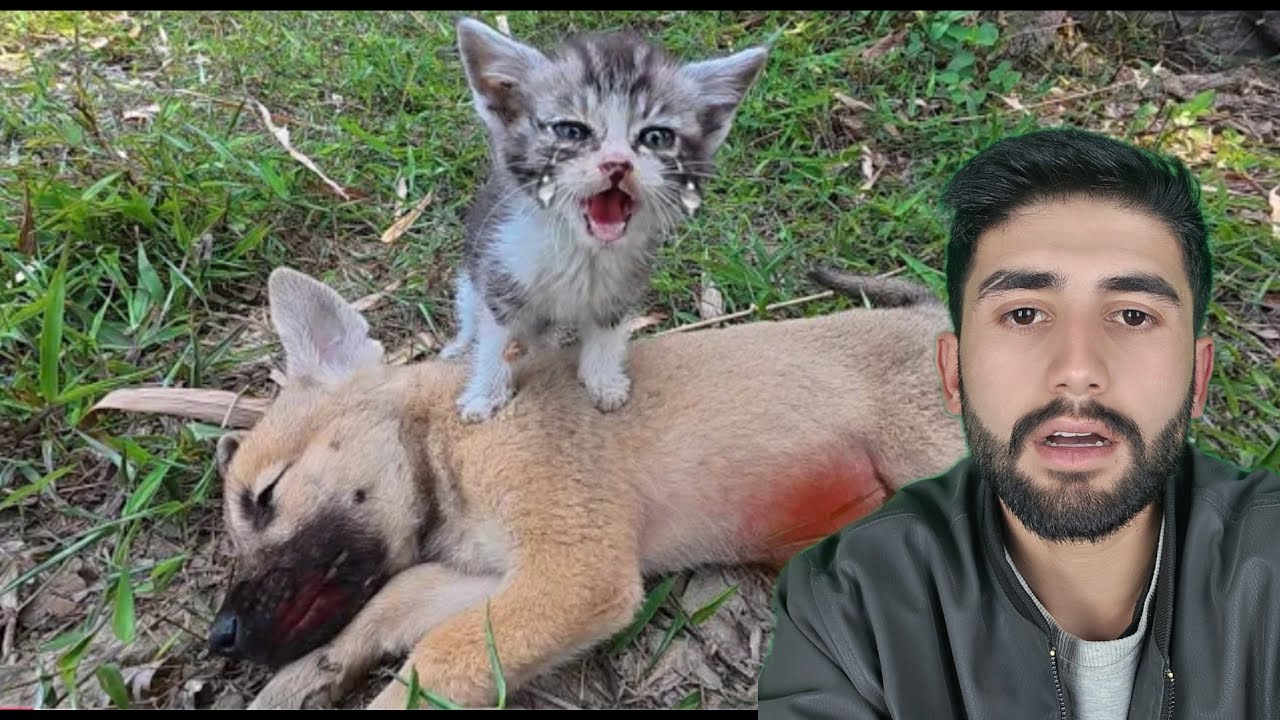 The cat and dog were crying for salvation - YouTube