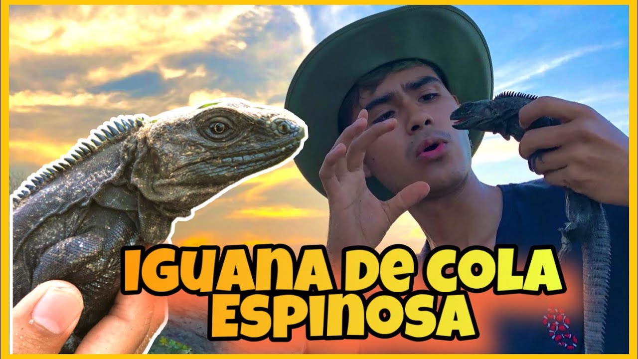 Iguana Negra de Cola Espinosa | Garrobo (Ctenosaura) - YouTube