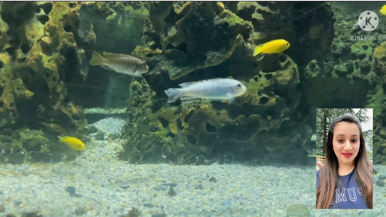 The best fish aquarium in India | Bagh-e bahu aquarium - YouTube