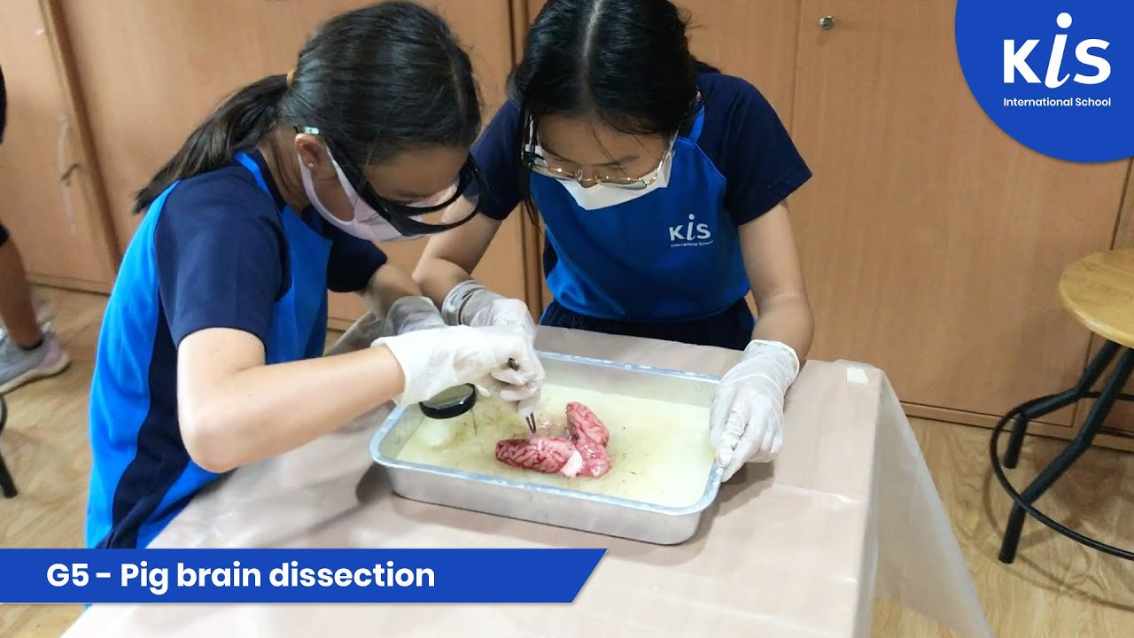 G5 - Pig brain dissection - YouTube