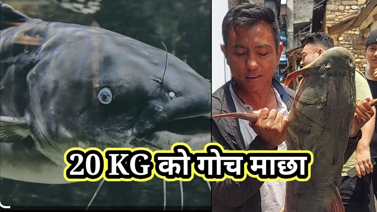 #amazing catfish#आहा कालीगण्डकी को गोच माछा कति ठुलो ठुलो #fishing in ...