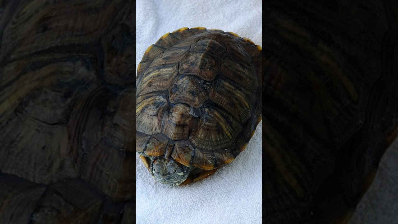 Day 7. The red-eared slider is recovering from the traumatic neck wound ...