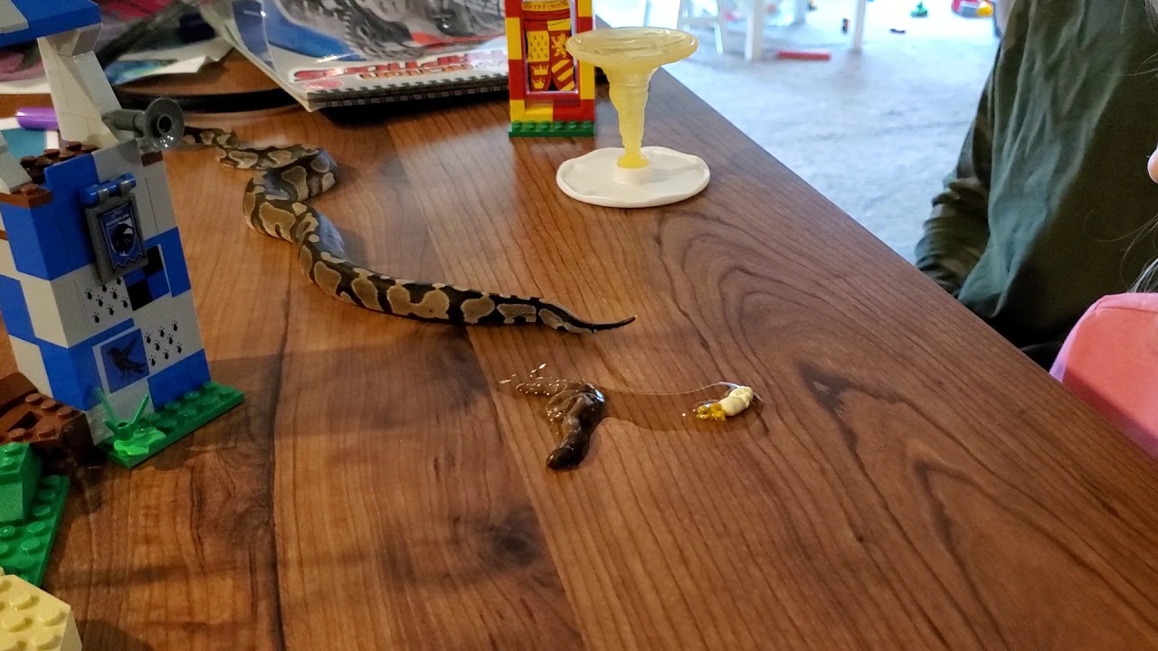 HELGA the Ball Python POOPING! - YouTube