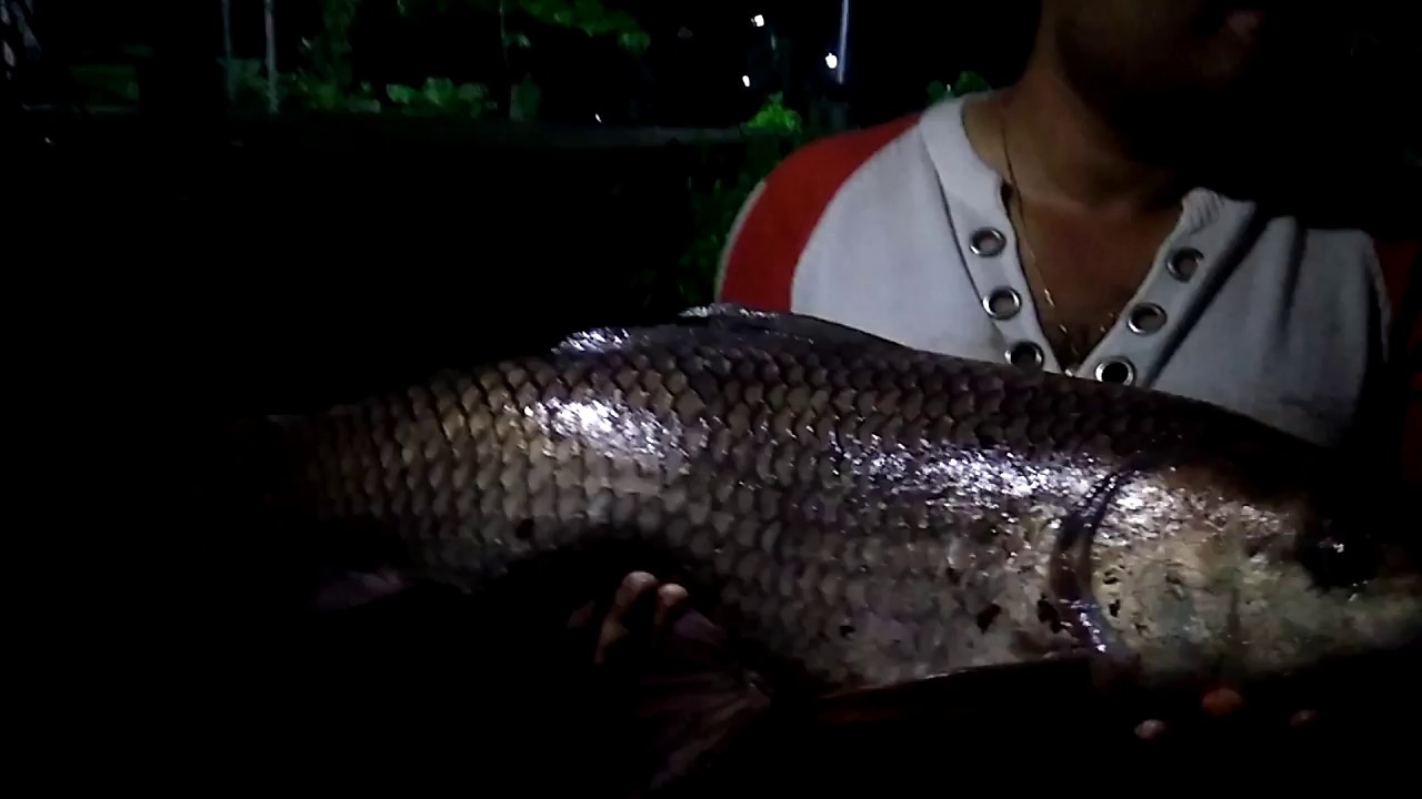 15 kg Rahu Fish - YouTube