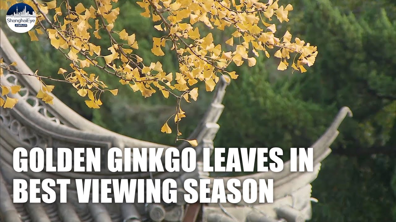Poetic scenes as golden ginkgo leaves announce arrival of autumn in ...