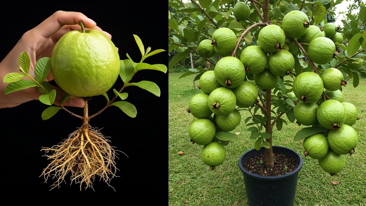 Amazing Guava Tree Propagation: Step-by-Step Guide #guava #fruit - YouTube