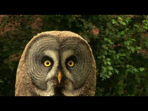 DRAMATIC OWL.mov - YouTube