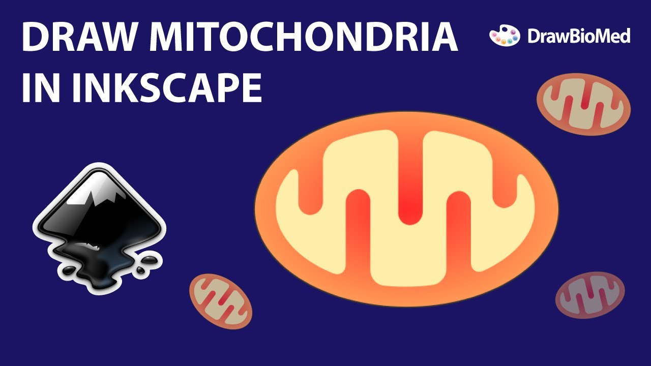 Draw Mitochondria in Inkscape | Scientific Illustration - YouTube