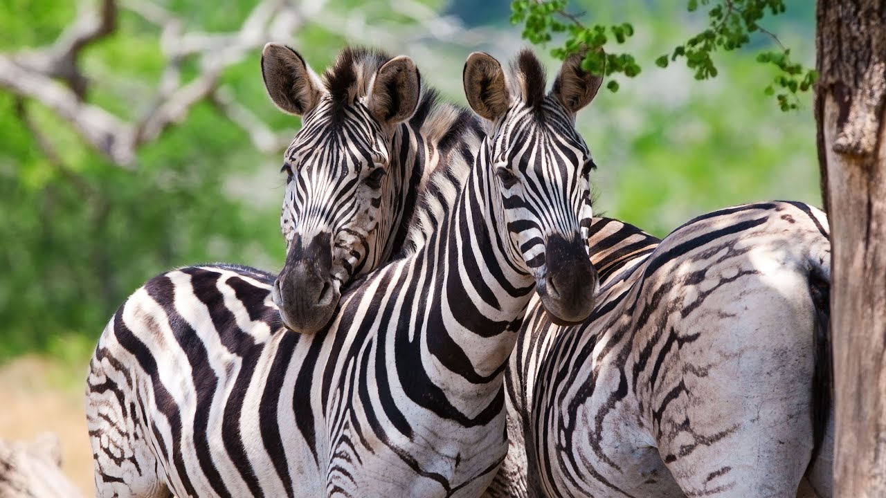 Zebra Social Life: The Dynamics of the Herd - how zebras live - animal ...