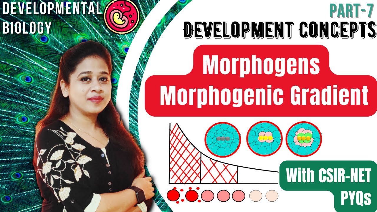 Basics of Developmental Biology | Morphogens | Morphogenetic Gradient ...