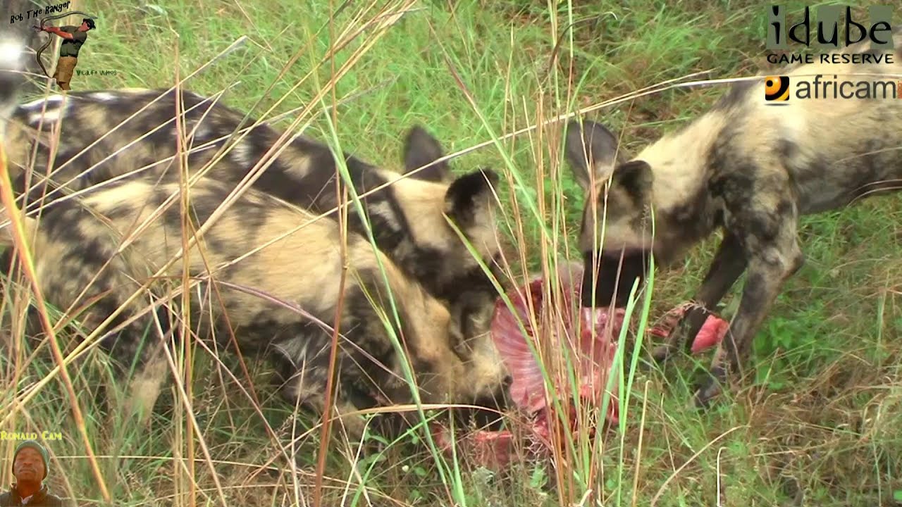 African Wild Dogs Kill A Warthog - YouTube