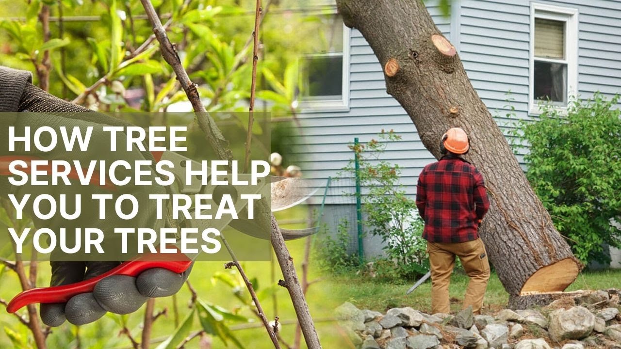 How tree services help you to treat your trees | Tree Services Central ...