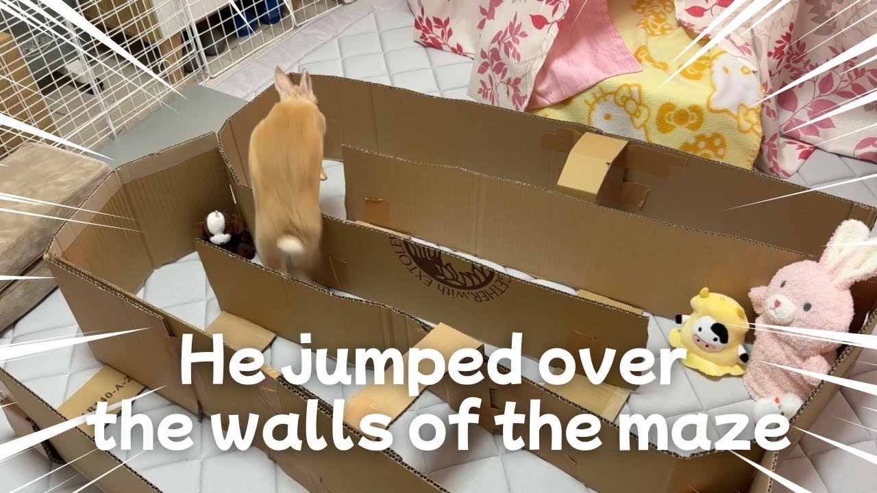 He jumped over the walls of the maze - YouTube