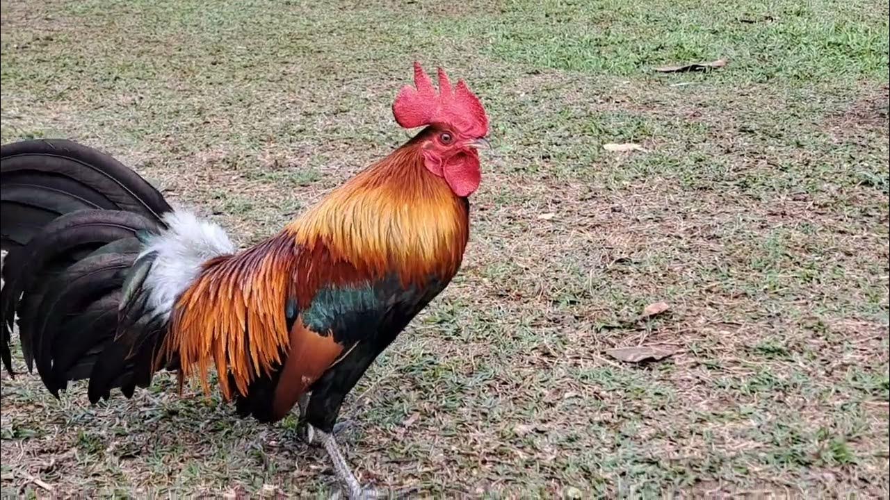 Qaib dib zoo nkauj nawb - YouTube